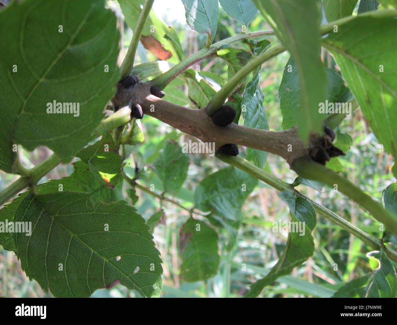 This image shows the Hockenheimer Rheinbogen, a prominent location ...