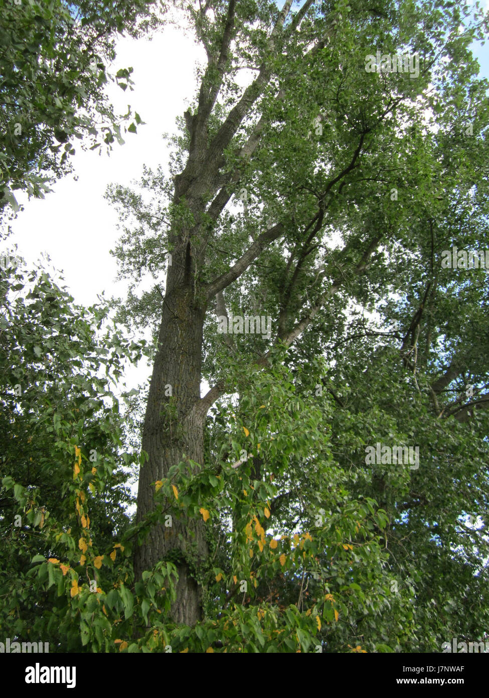This entry refers to a Schwarzpappel (black poplar) tree located in ...