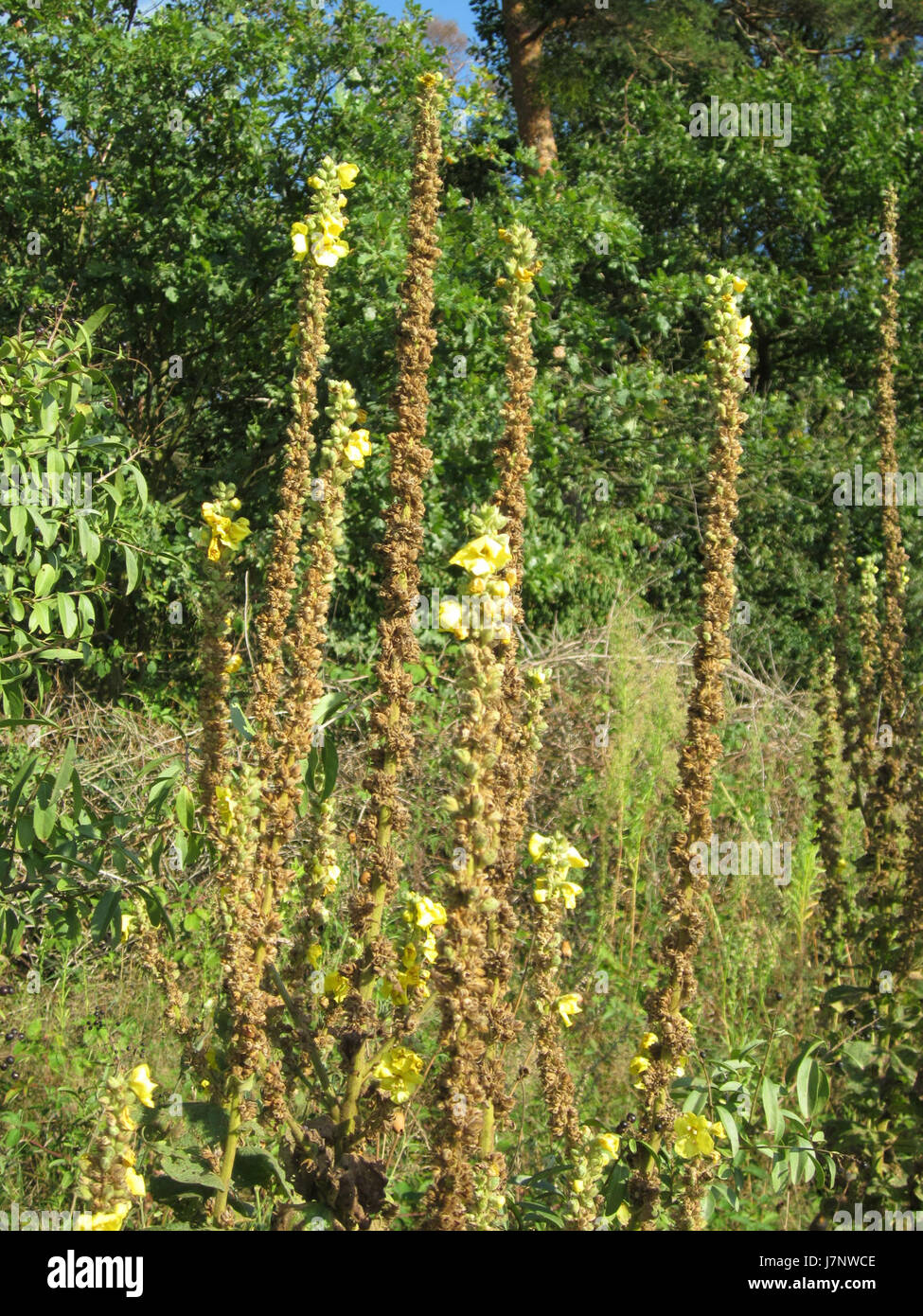 A scene from September 2, 2012, featuring a field of Koenigskerze ...