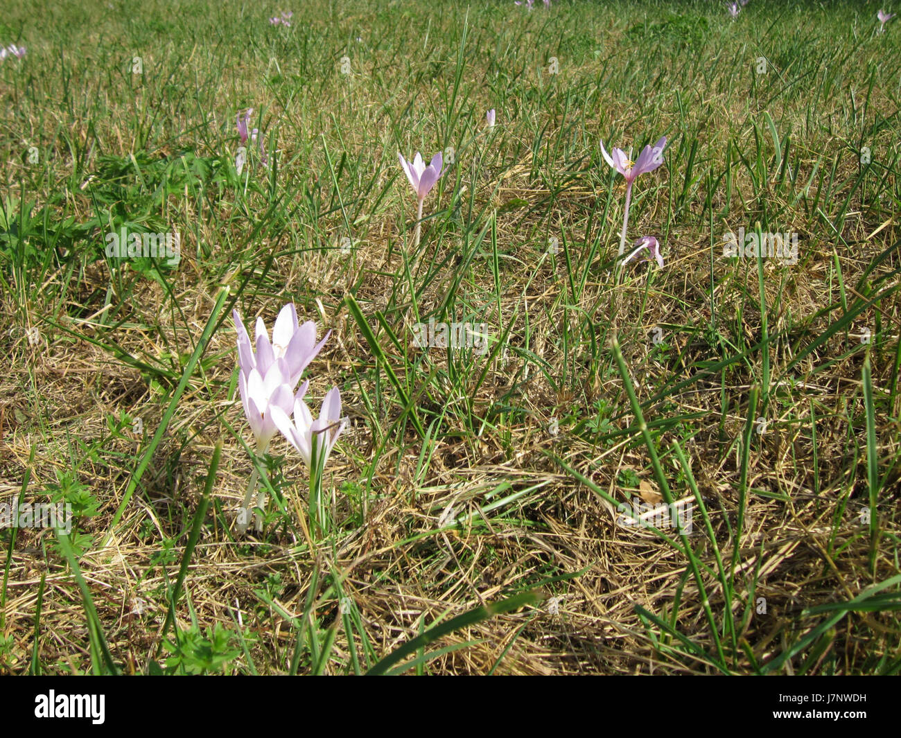 Wiesenblume Reilingen refers to a nature photograph taken in Reilingen ...