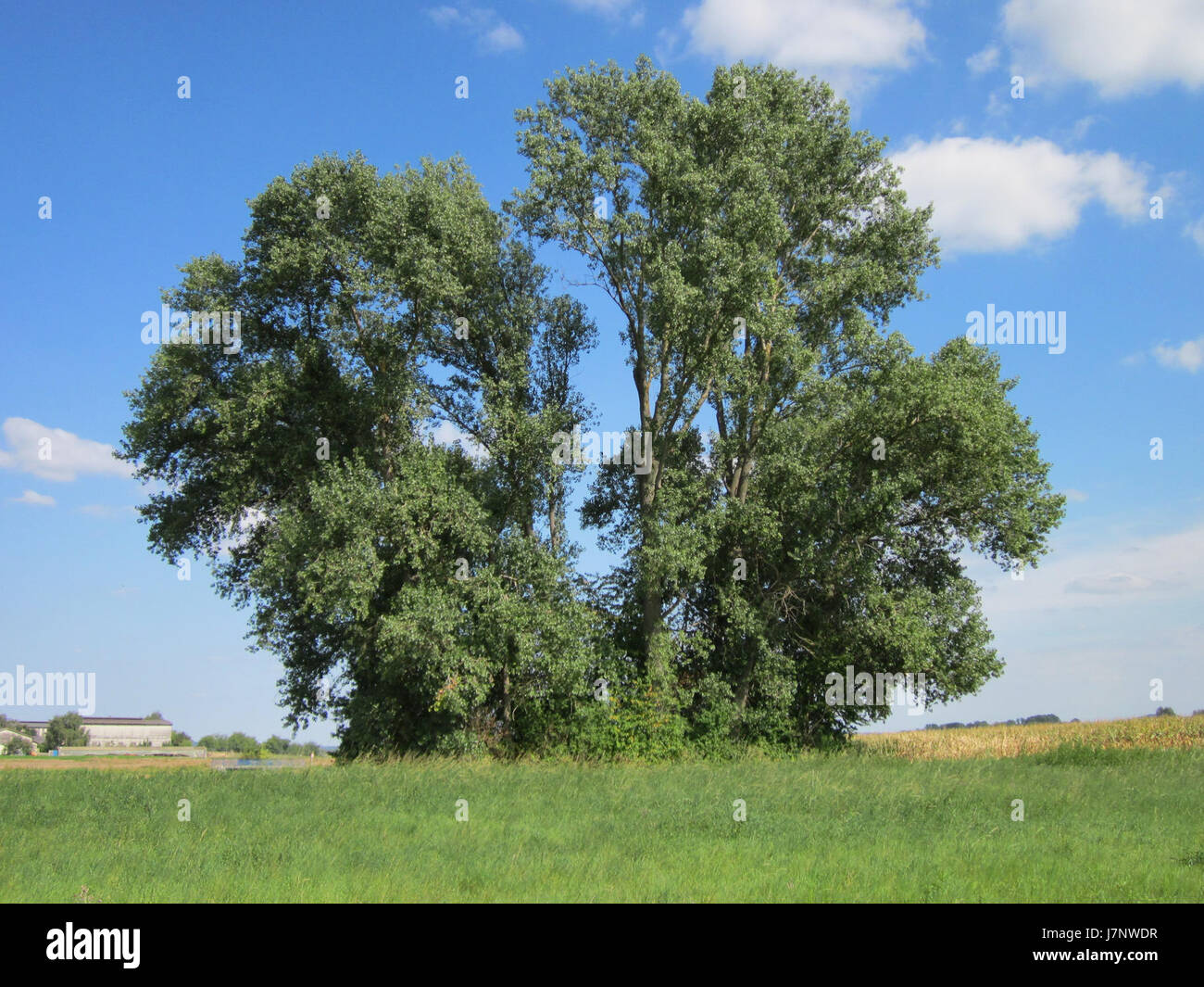 The 20120903 Schwarzpappeln (Black Poplars) in Reilingen, Germany, are ...