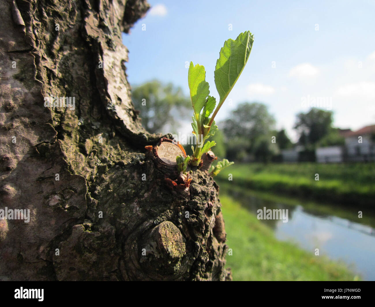 This image depicts the Schwarzerle, a type of tree, located in ...