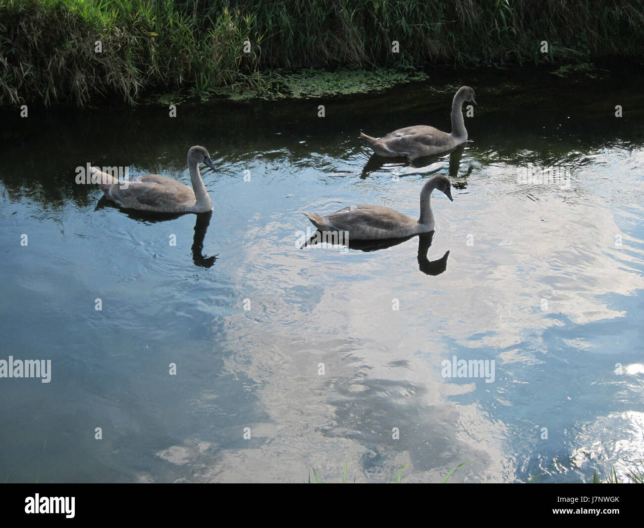 This image shows 'SchwÃ¤ne Reilingen 3', featuring swans on a water ...