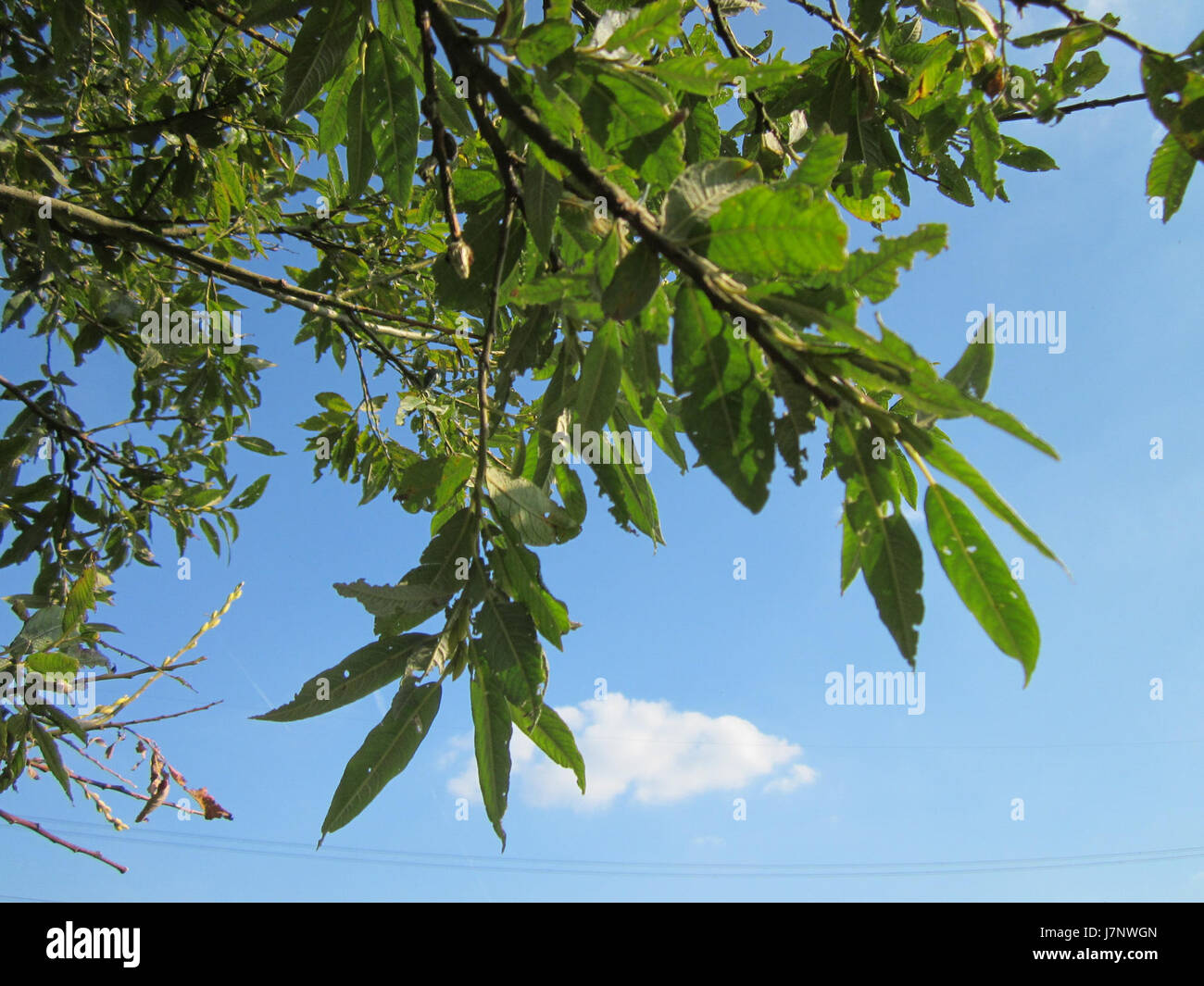 This image shows the Silberweide in Reilingen, a region in Germany ...