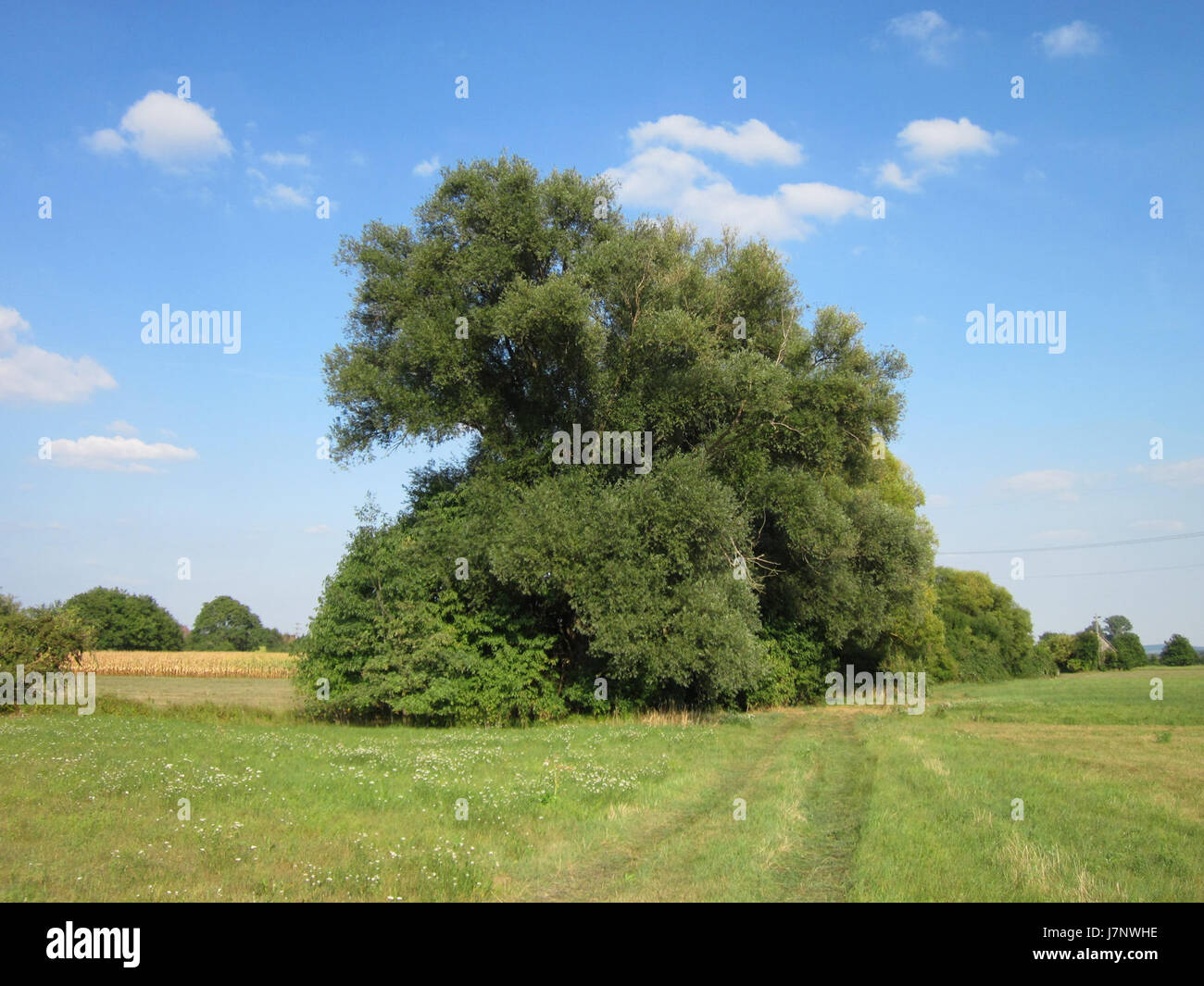 An image from 2012 depicting the Silberweide in Reilingen, Germany ...