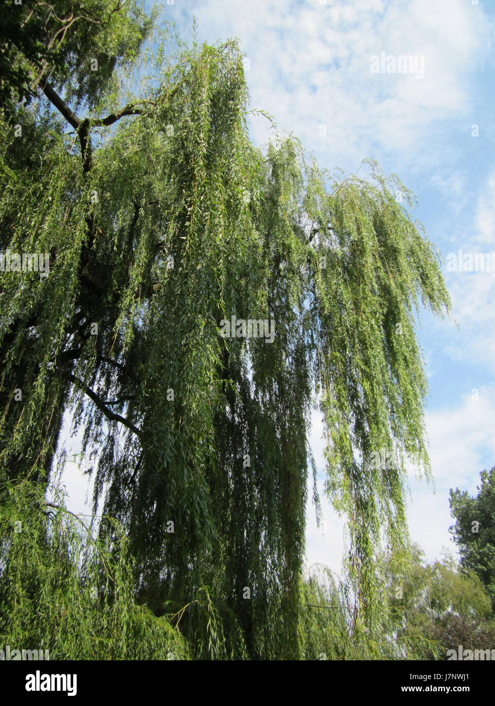 The Trauerweide in Hockenheim is a notable weeping willow tree ...