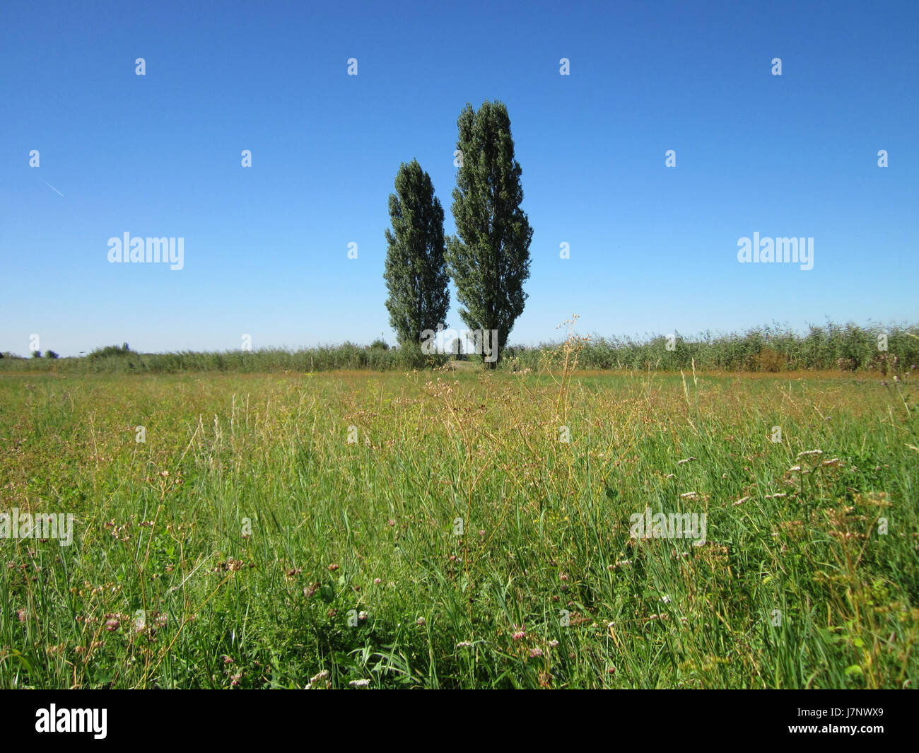 This title refers to an event or scene captured in the Wiese region ...
