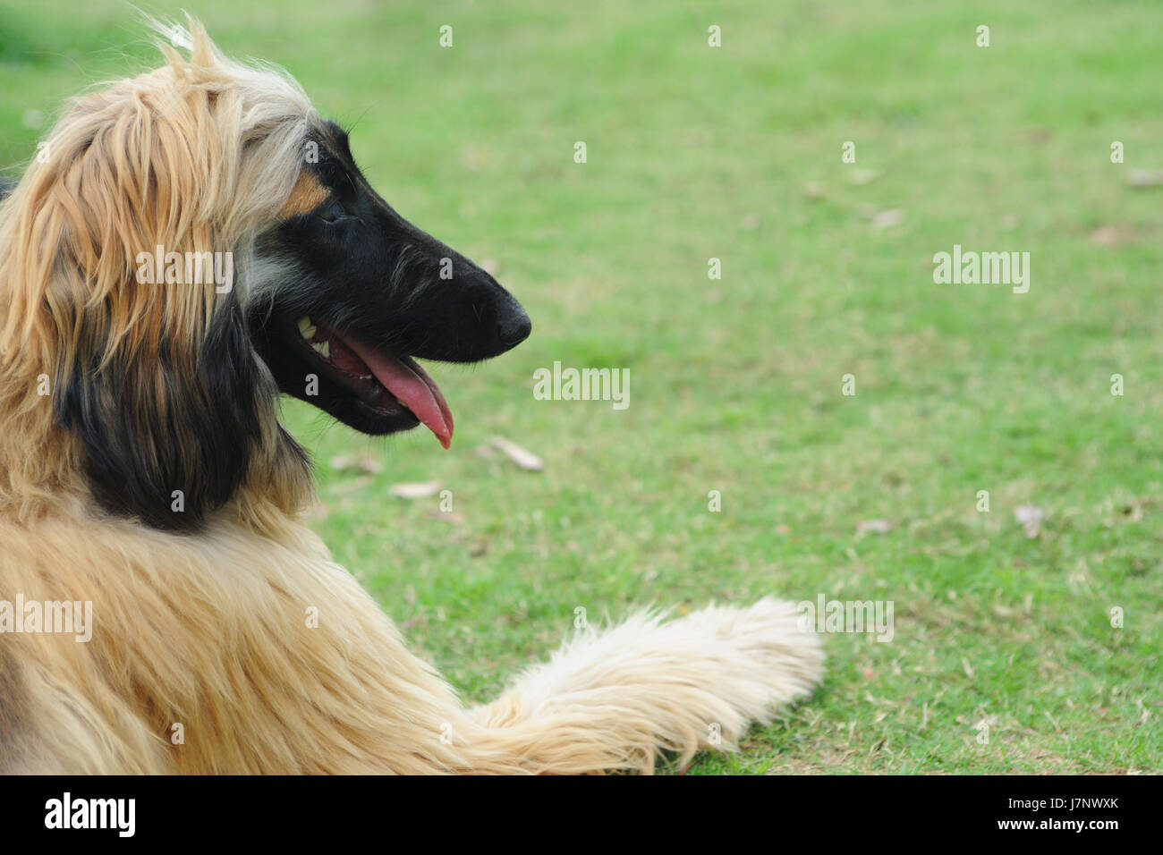 animal pet hairy dog hound park animal pet mammal lie lying lies hairy ...