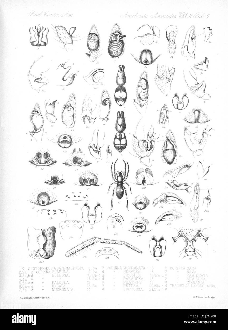 This image comes from 'Arachnida Araneidea Vol 2', specifically Table 5 ...