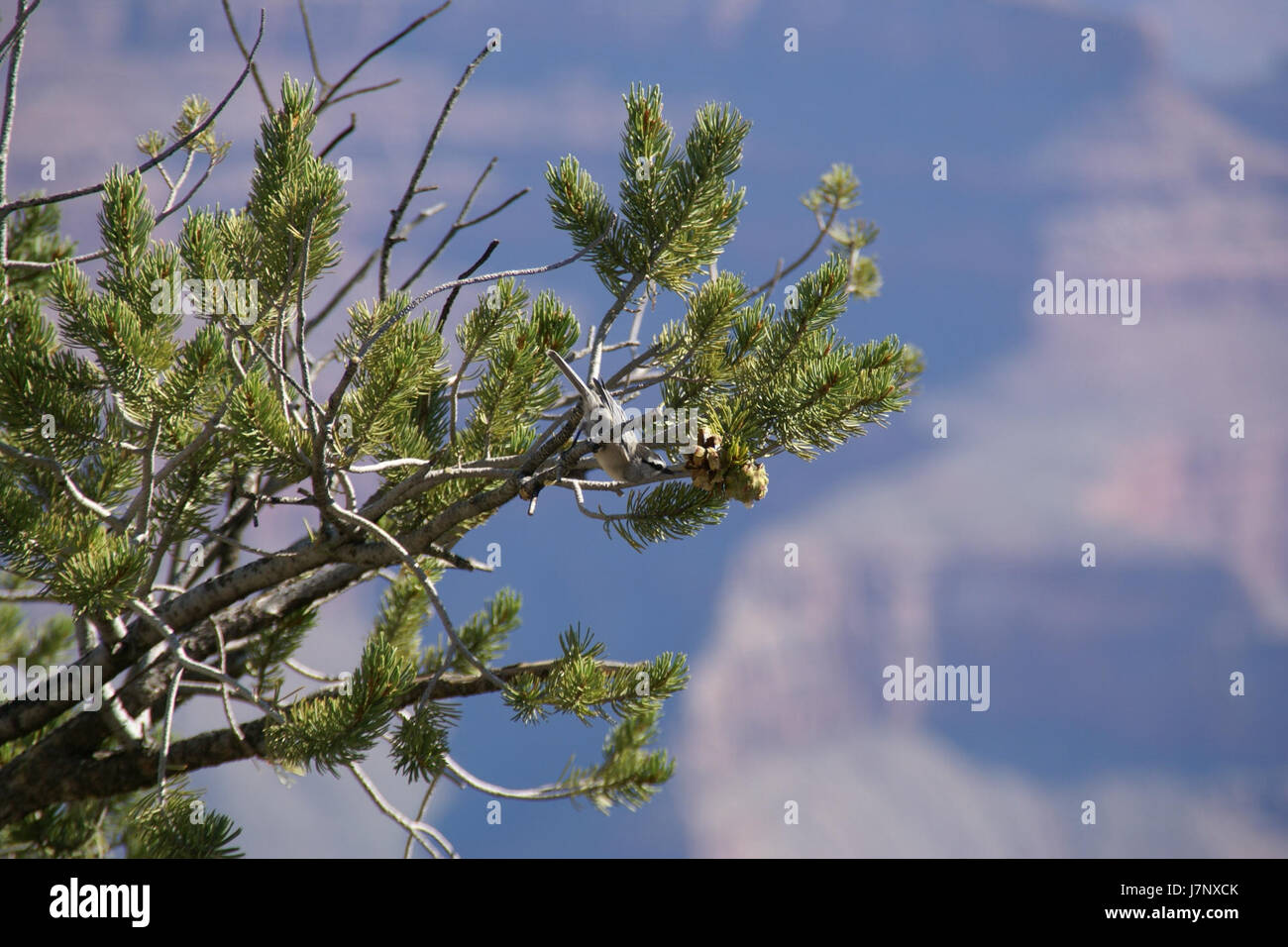 This image shows a Poecile gambeli, or Mountain Chickadee, observed at ...