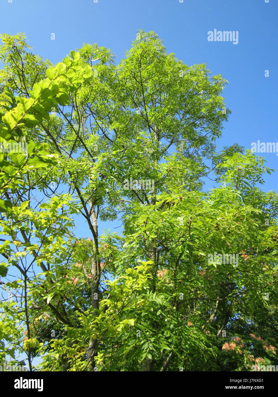 Goetterbaum Esche is a tree species located in Saarbruecken, Germany ...