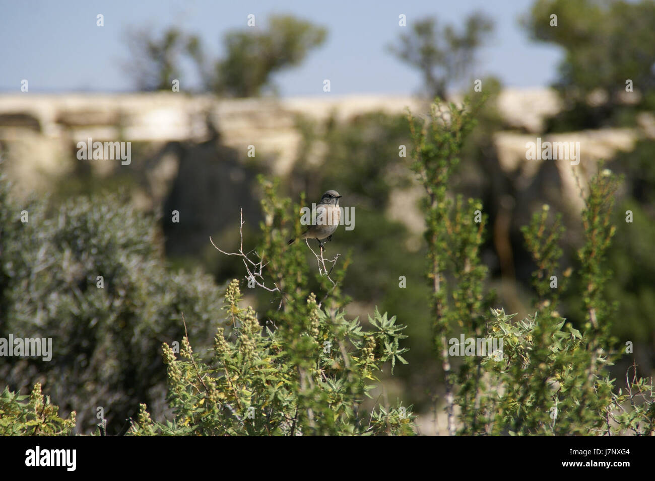 Western bluebird female hi-res stock photography and images - Alamy