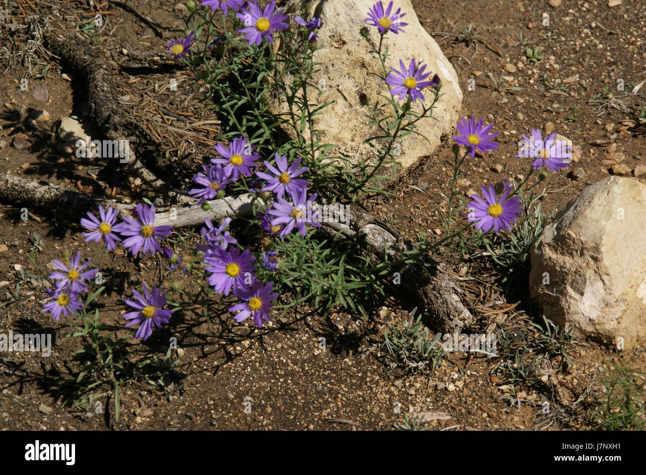 Purple arizona native flowers blooming hi-res stock photography and ...
