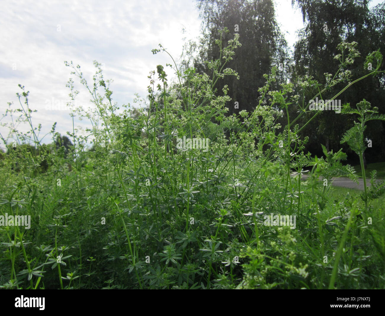 The Landesgartenschaupark in Hockenheim, Germany, offers a scenic ...