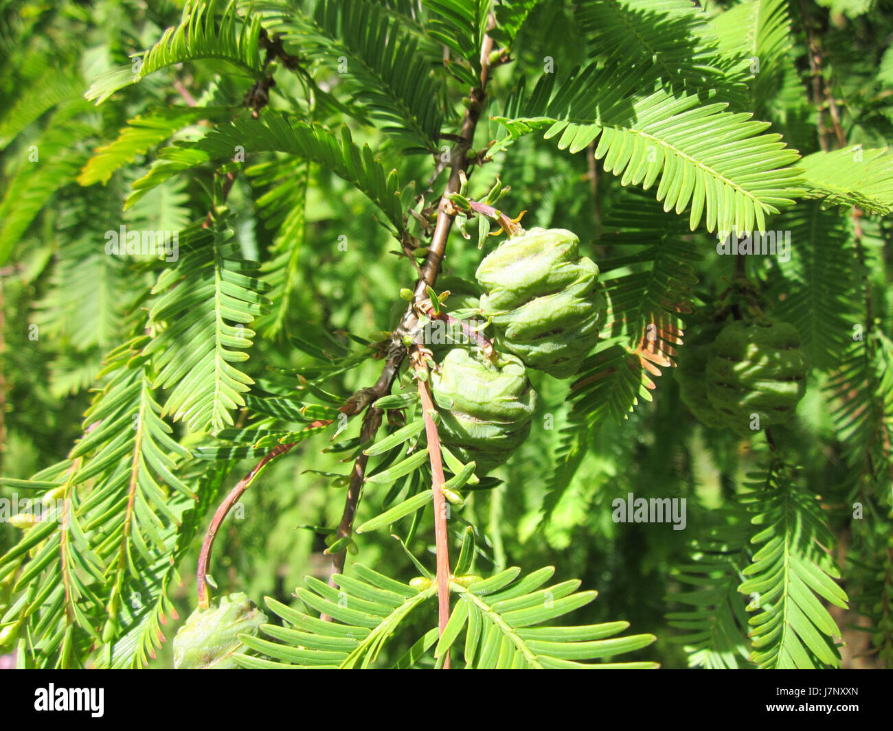 The Urweltmammutbaum, or 'World Mammoth Tree,' in Hockenheim is a ...