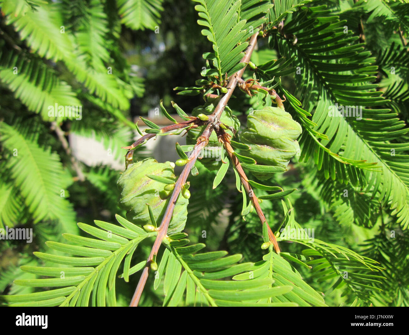 The Urweltmammutbaum, also known as the *Dawn Redwood*, is a tree ...