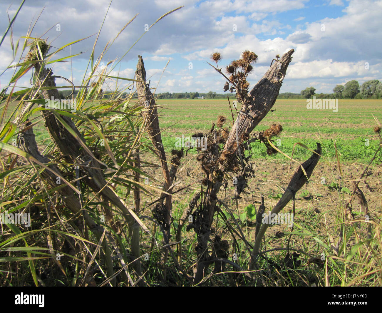 Klette hi-res stock photography and images - Alamy