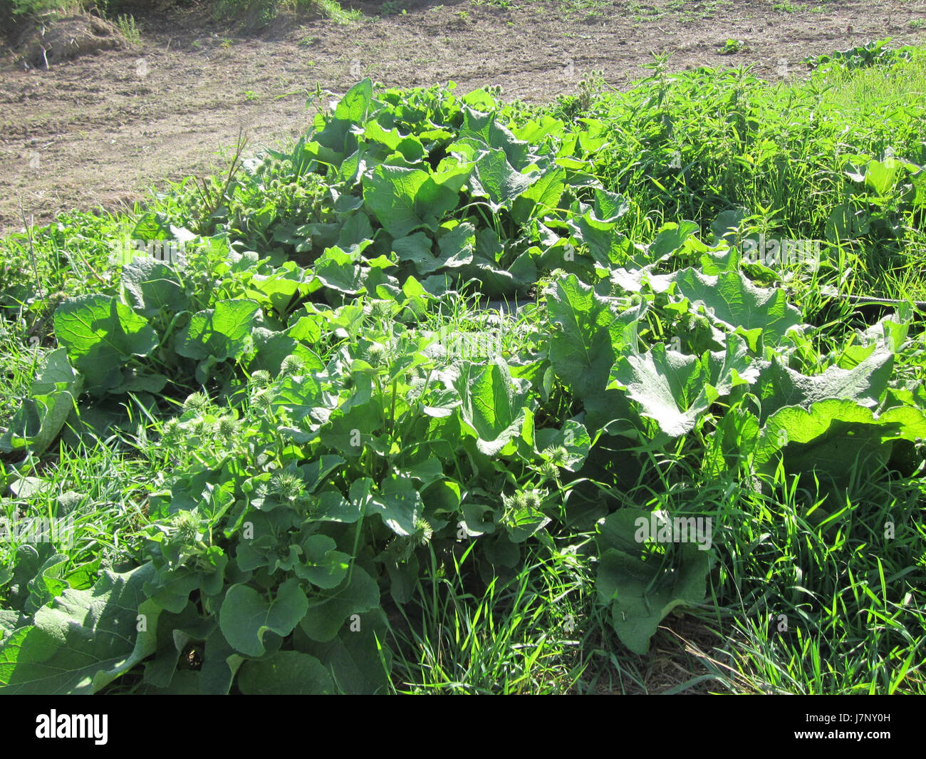 This image shows a view of Grosse Klette in Hockenheim, Germany. The ...