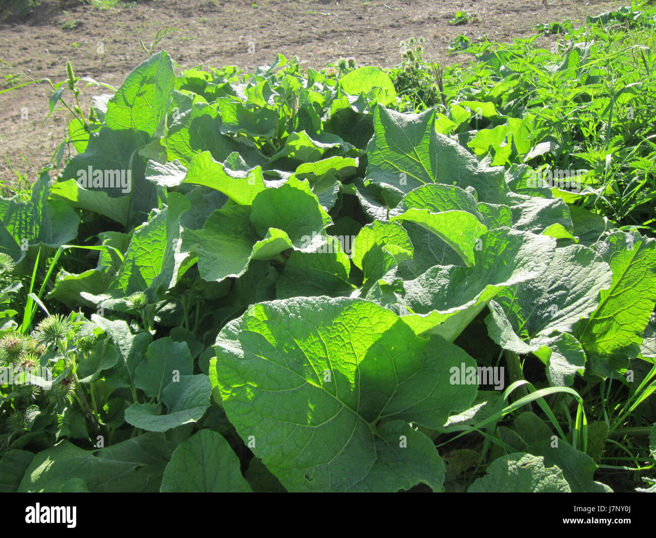 Klette hi-res stock photography and images - Alamy