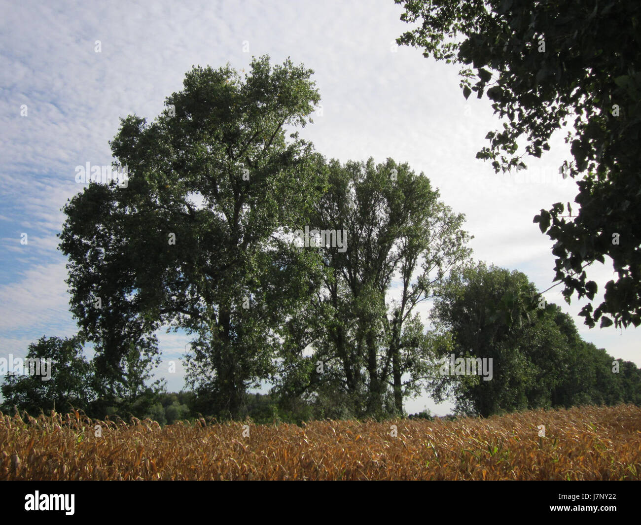 This image depicts a Schwarzpappel (black poplar) tree located in ...