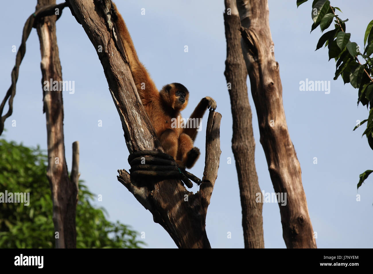 Monkeys are busy with their chores, Singapore, Southeast Asia Stock ...