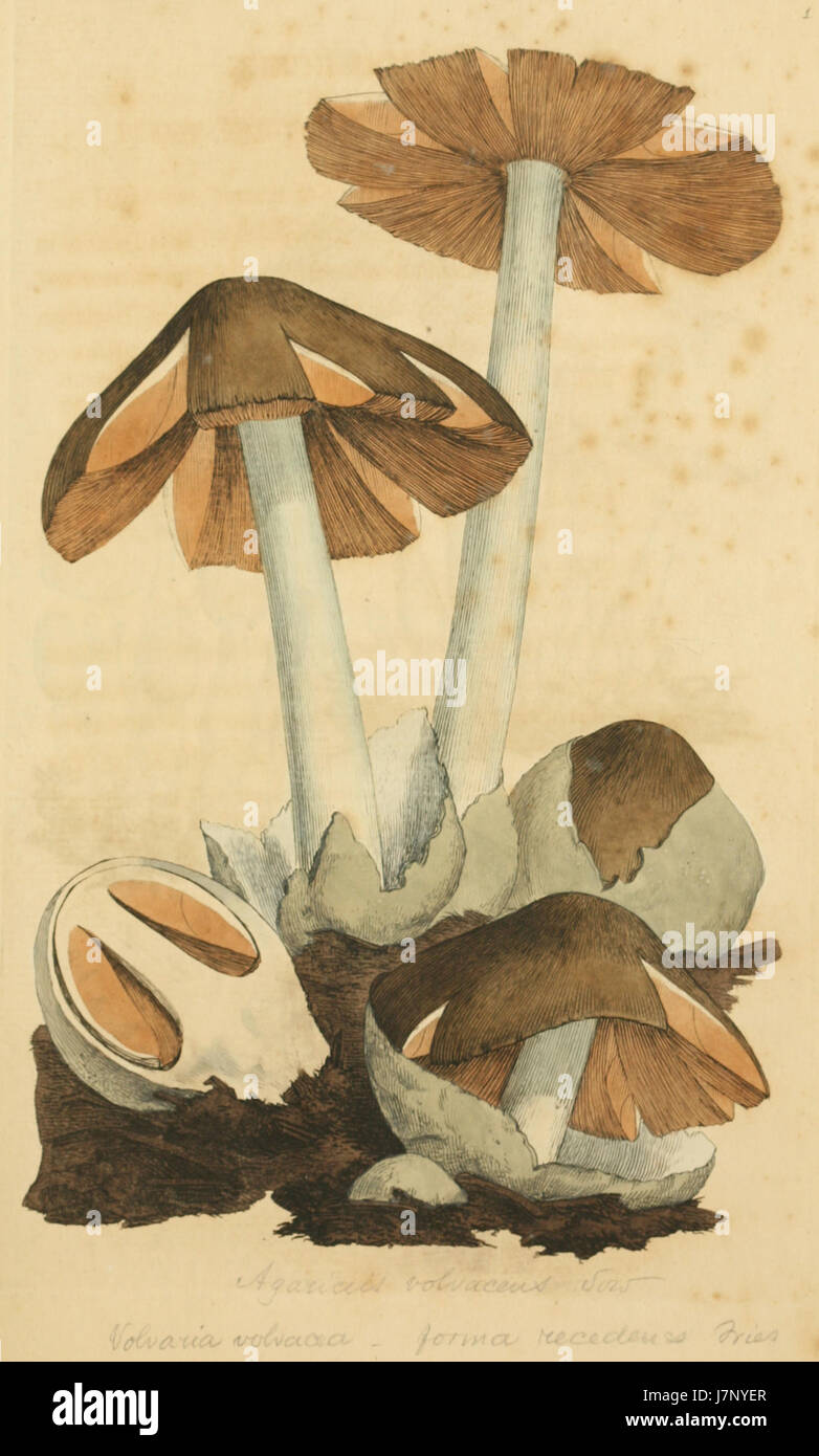 *Coloured Figures of English Fungi* is a botanical work depicting ...