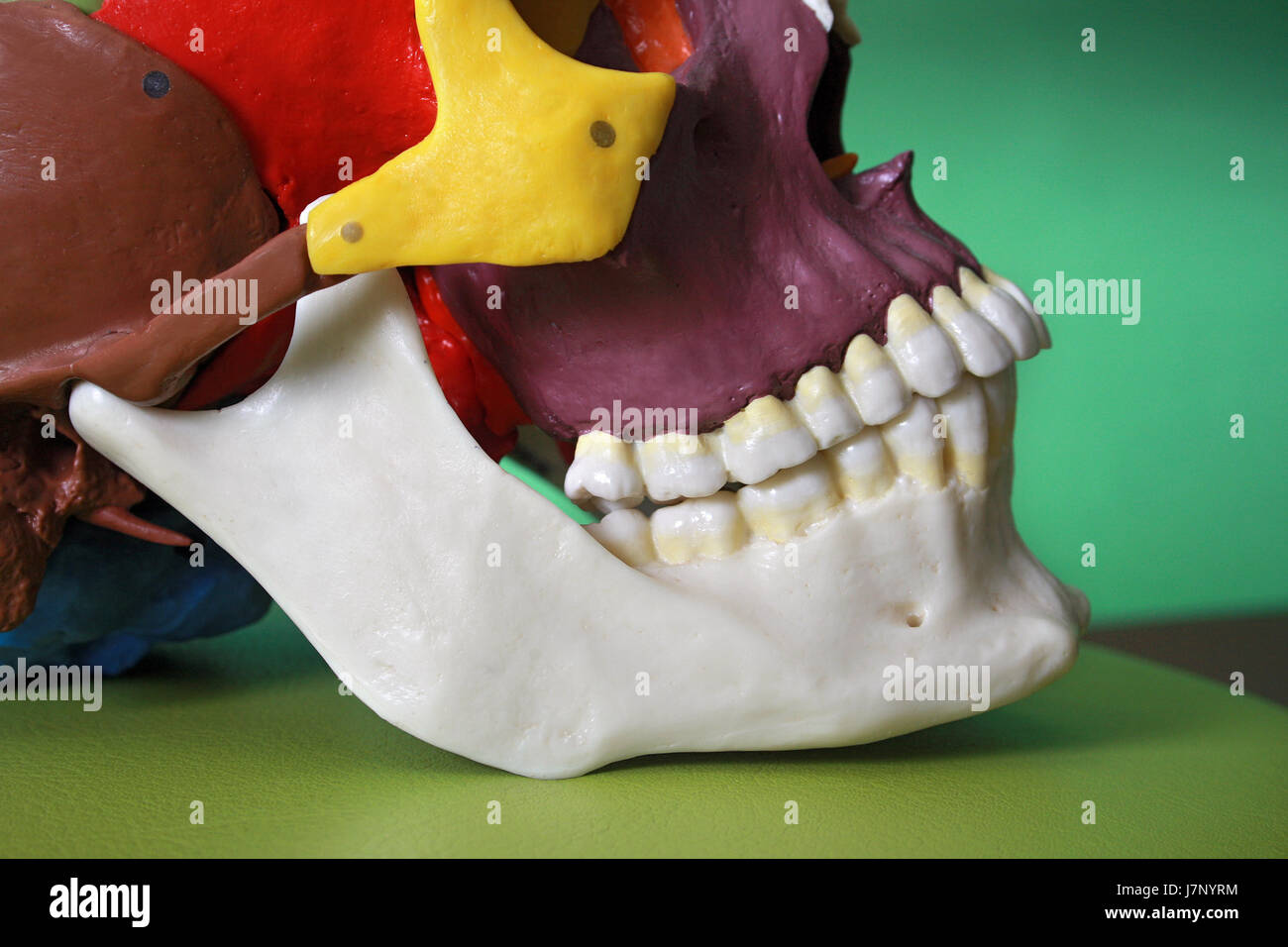 bit skull anatomy anatomical photo model model head teeth bit dentist ...