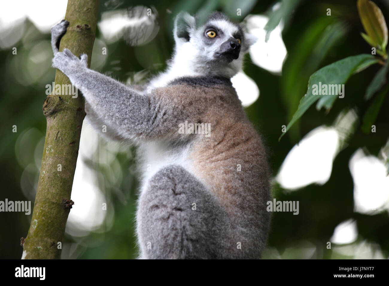 Monkeys are busy with their chores, Singapore, Southeast Asia Stock ...
