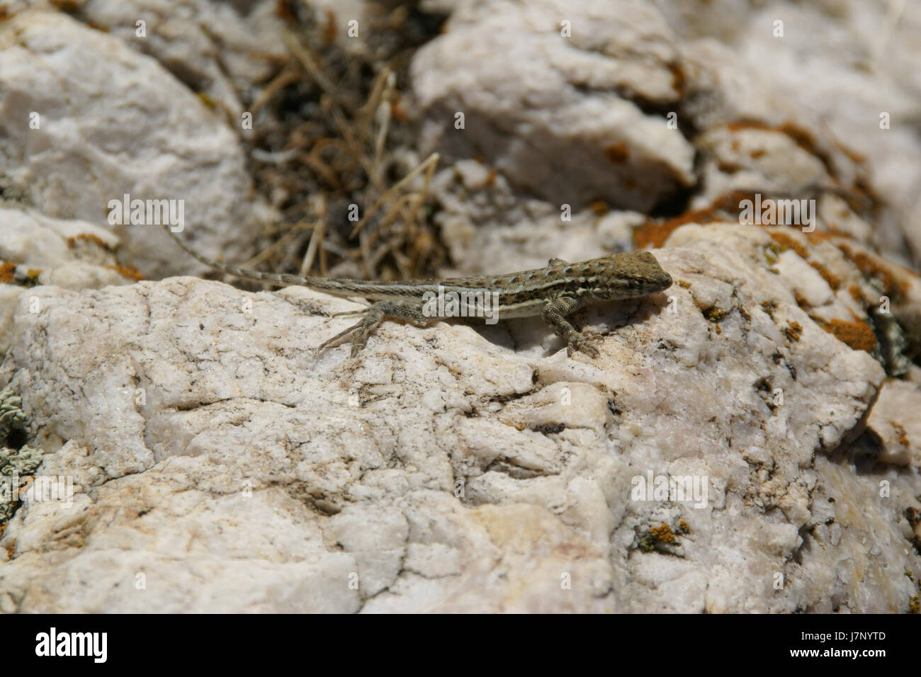 This image was taken in 2012 and shows a lizard on Antelope Island ...