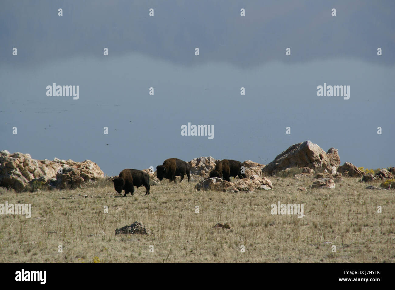 This photograph, taken on October 1, 2012, features bison on Antelope ...