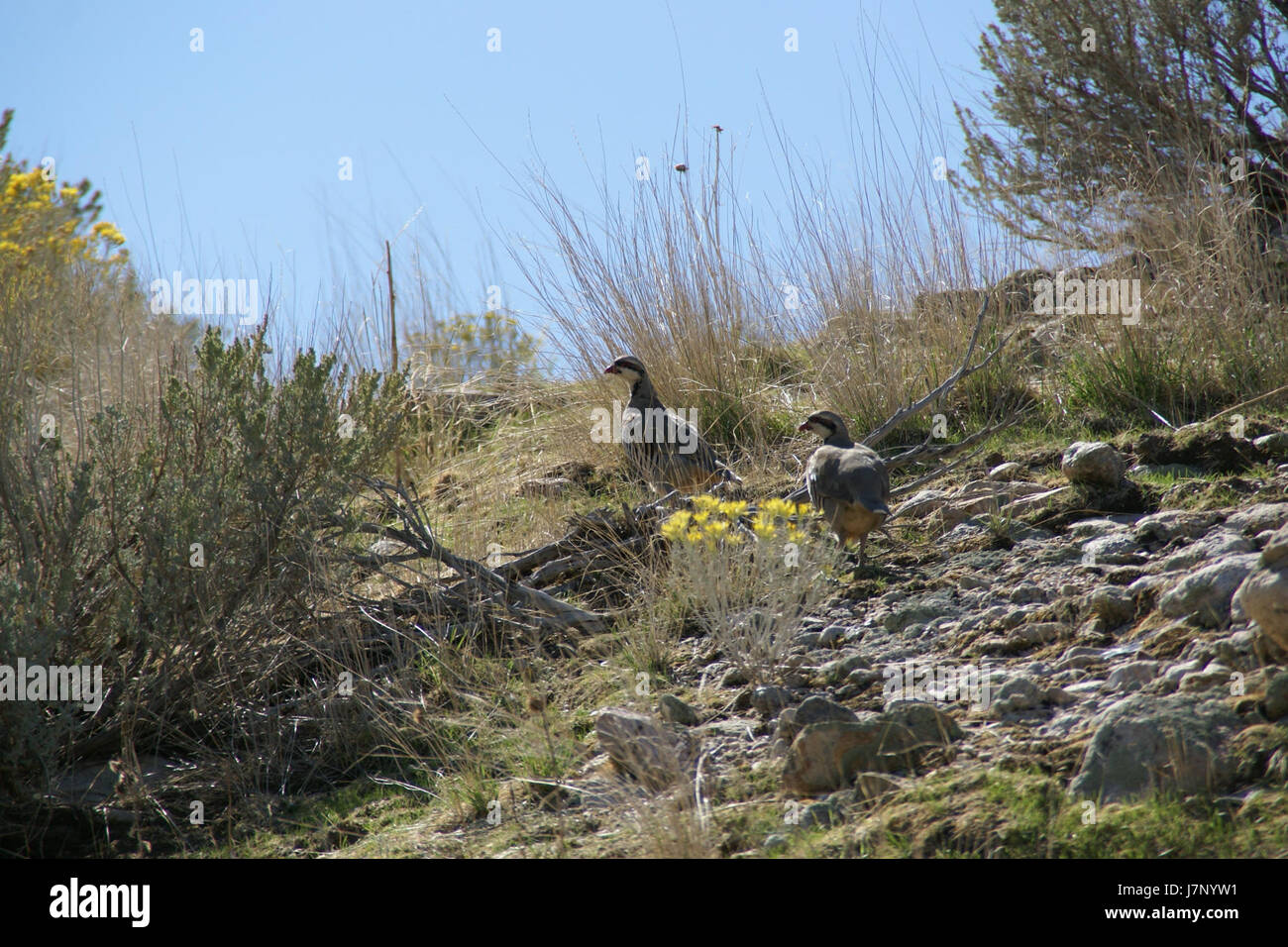 Chukar partridges hi-res stock photography and images - Alamy
