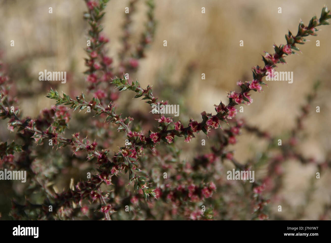 The shrub on Antelope Island in Utah thrives in the natural ecosystem ...