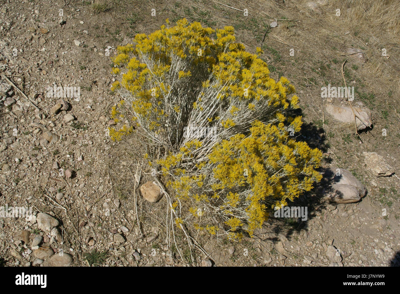 Shrub Antelope Island in Utah is a key location within the Great Salt ...