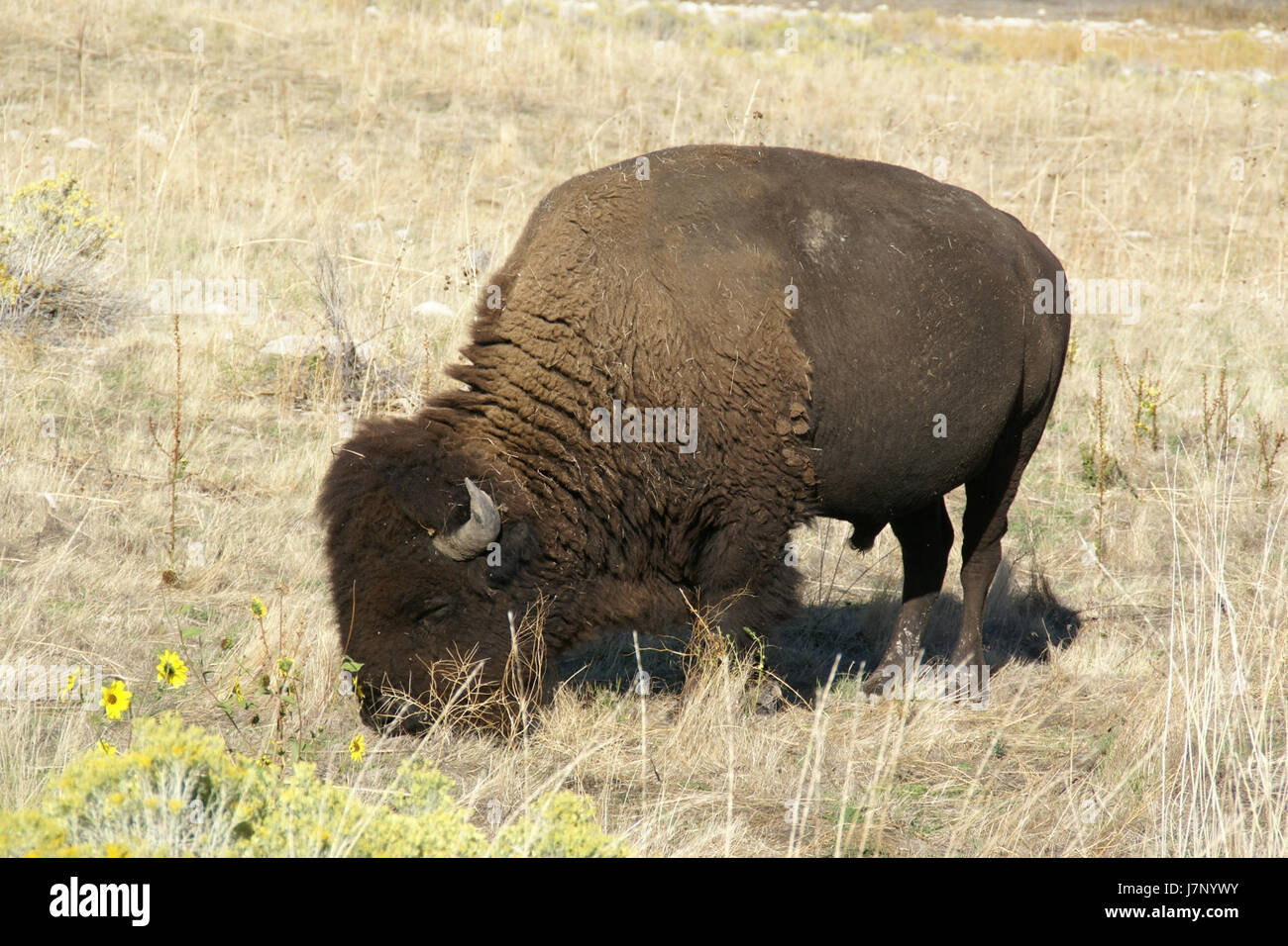 Bison map hi-res stock photography and images - Alamy
