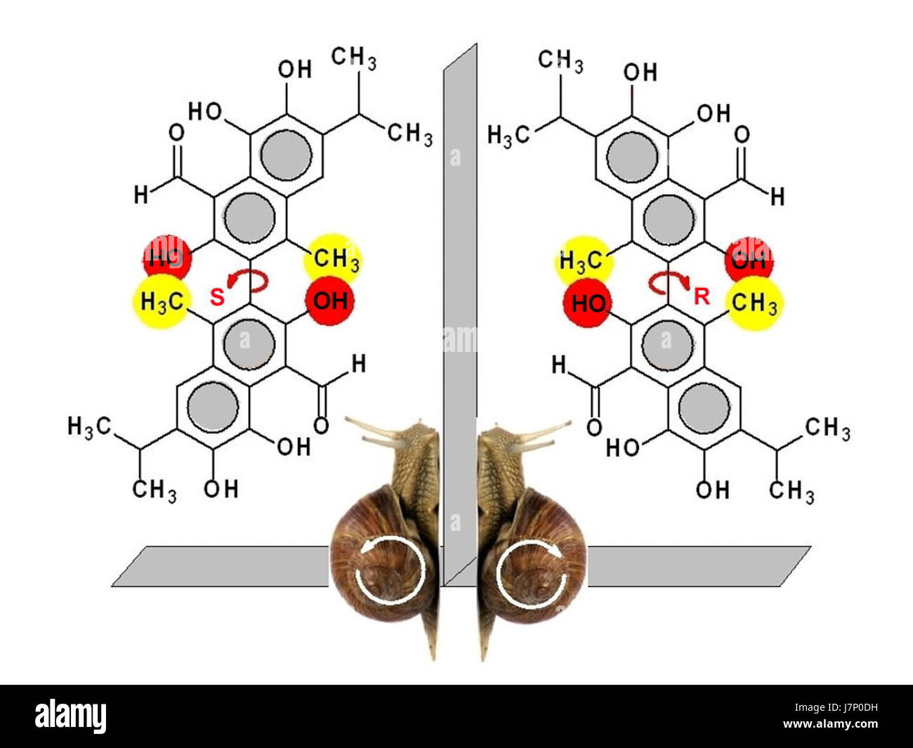 Gossypol hi-res stock photography and images - Alamy