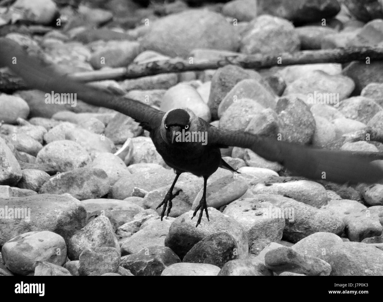 crow taking off from rocky background Stock Photo - Alamy