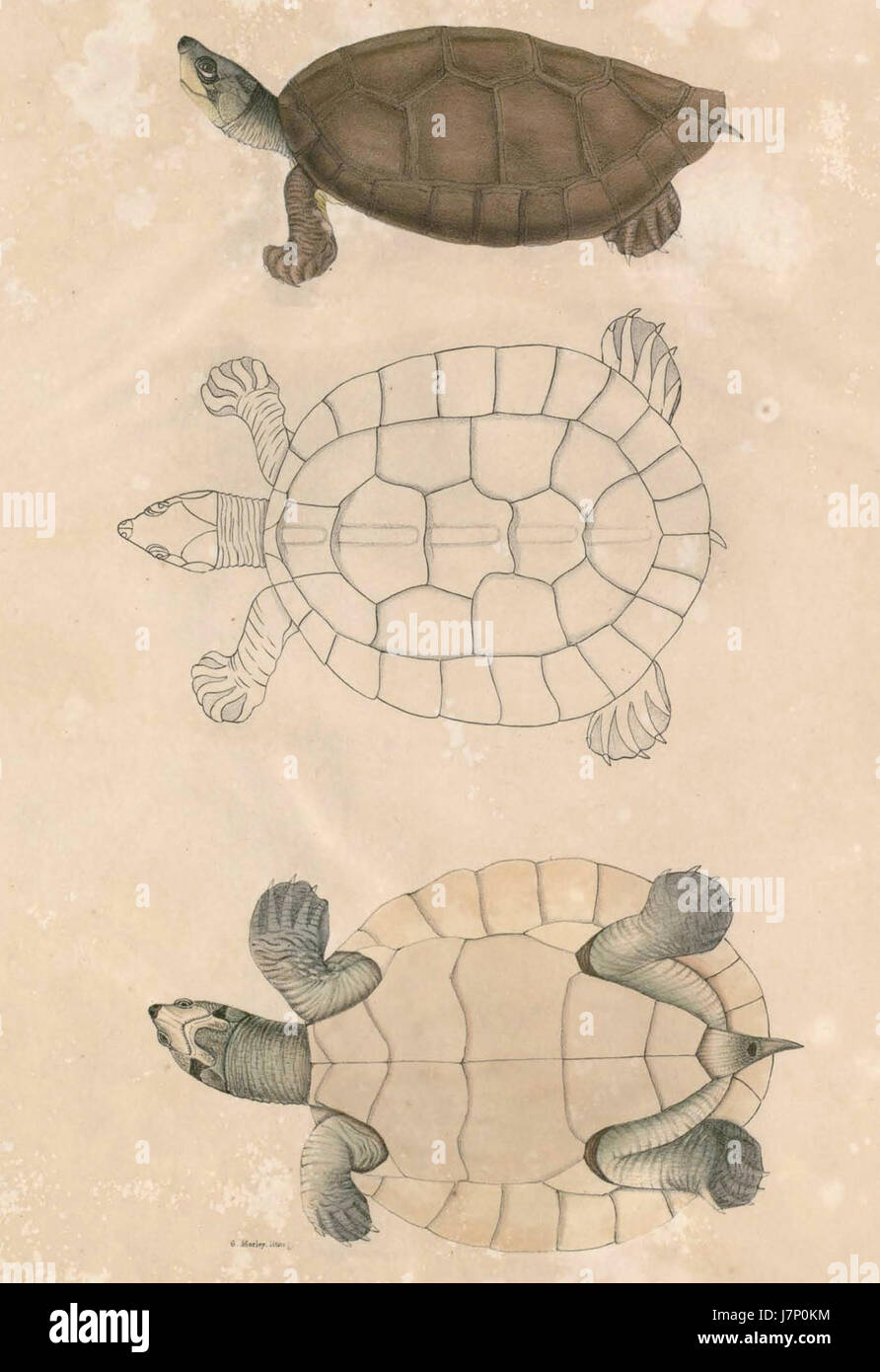 The Batagur baska, a species of turtle also known as the Southern River ...