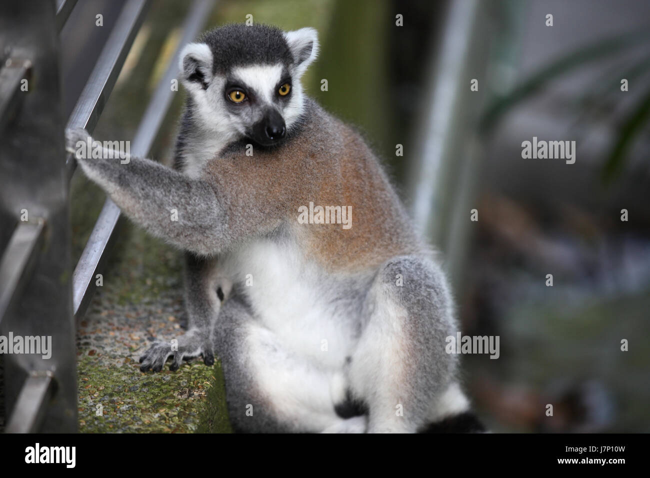 Monkeys are busy with their chores, Singapore, Southeast Asia Stock ...