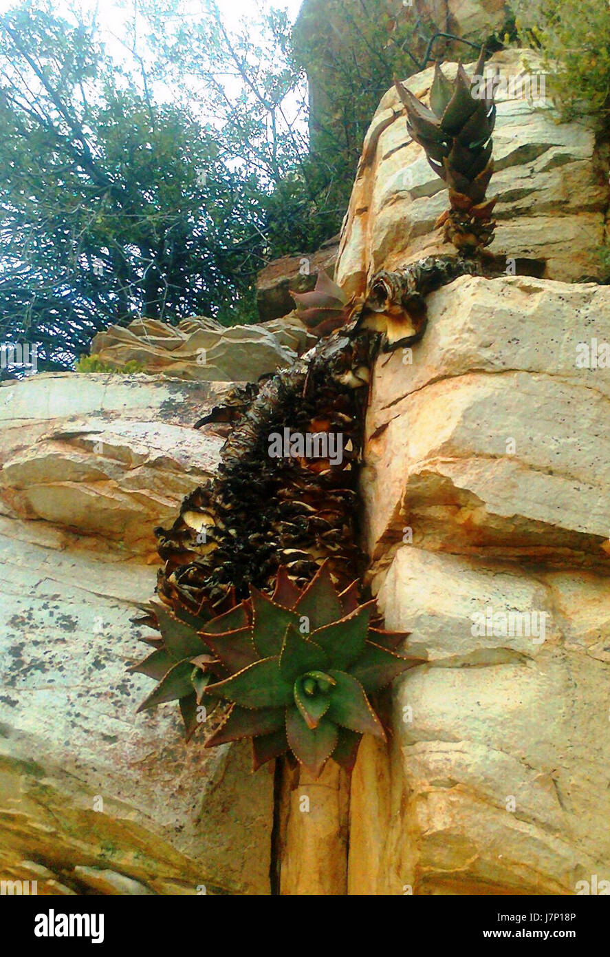 De doorns hi-res stock photography and images - Alamy