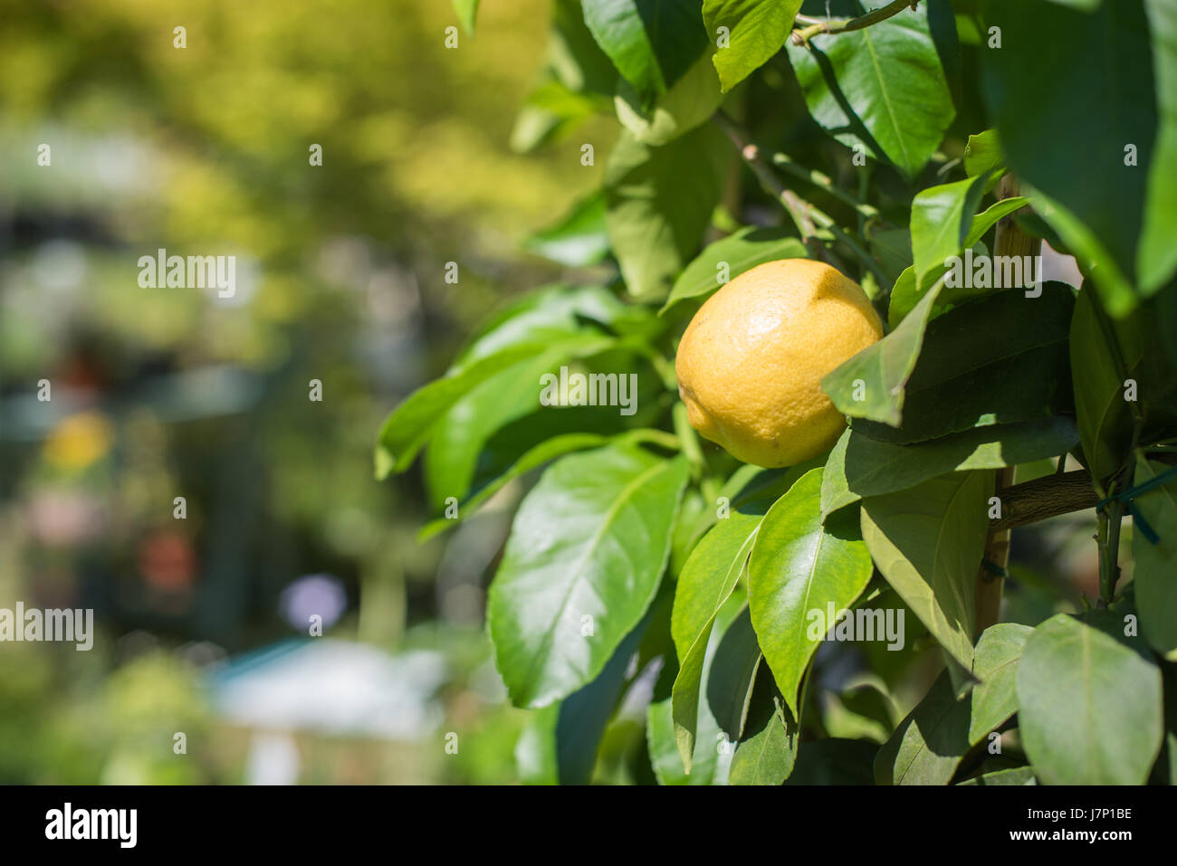 Lemon tree leaves hi-res stock photography and images - Alamy