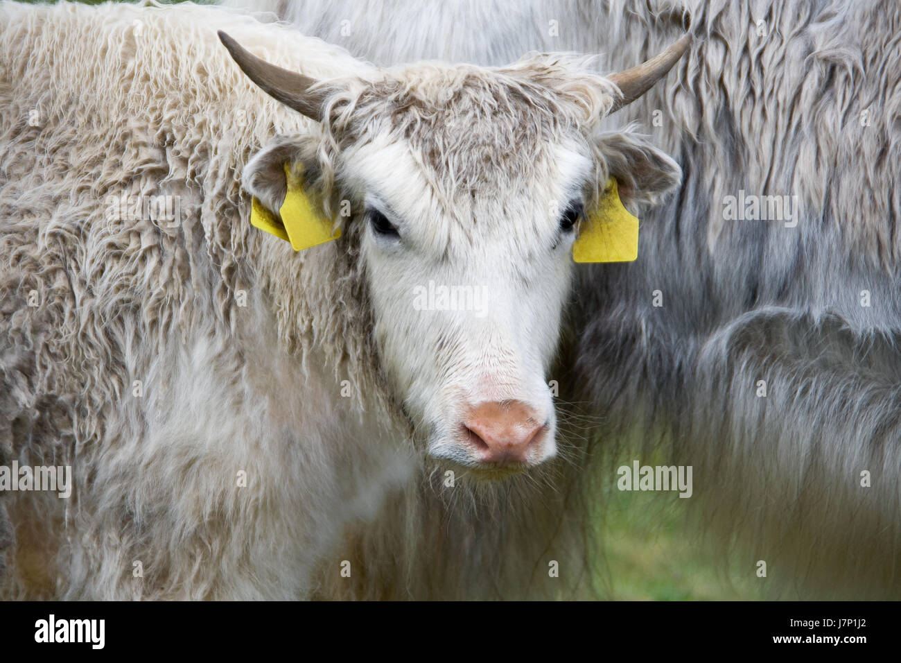 detail animal mammal hairy livestock tibet cattle travel detail big ...