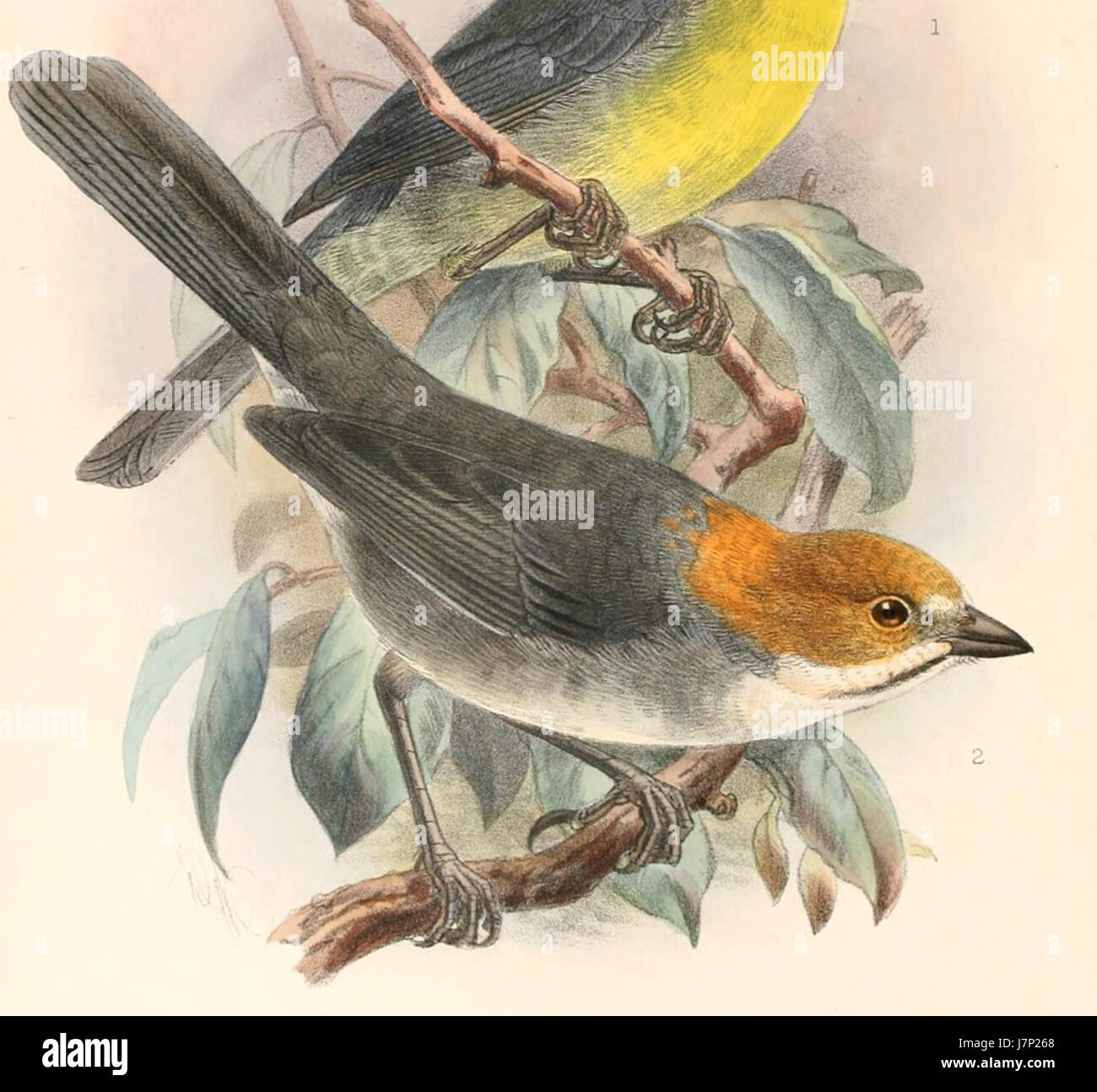 Bird image high resolution hi-res stock photography and images - Alamy