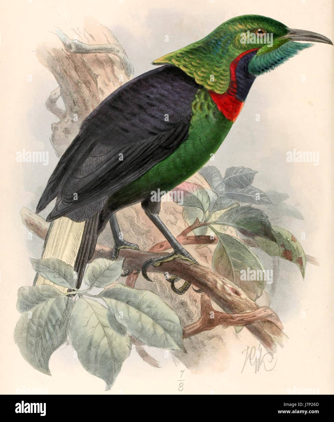 Astrapia splendidissima 1895 Stock Photo - Alamy