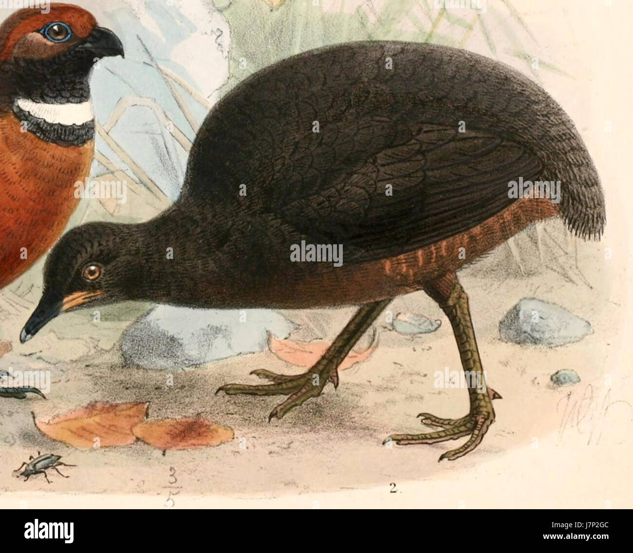 Crypturellus berlepschi, described in 1897, is a species of bird in the ...