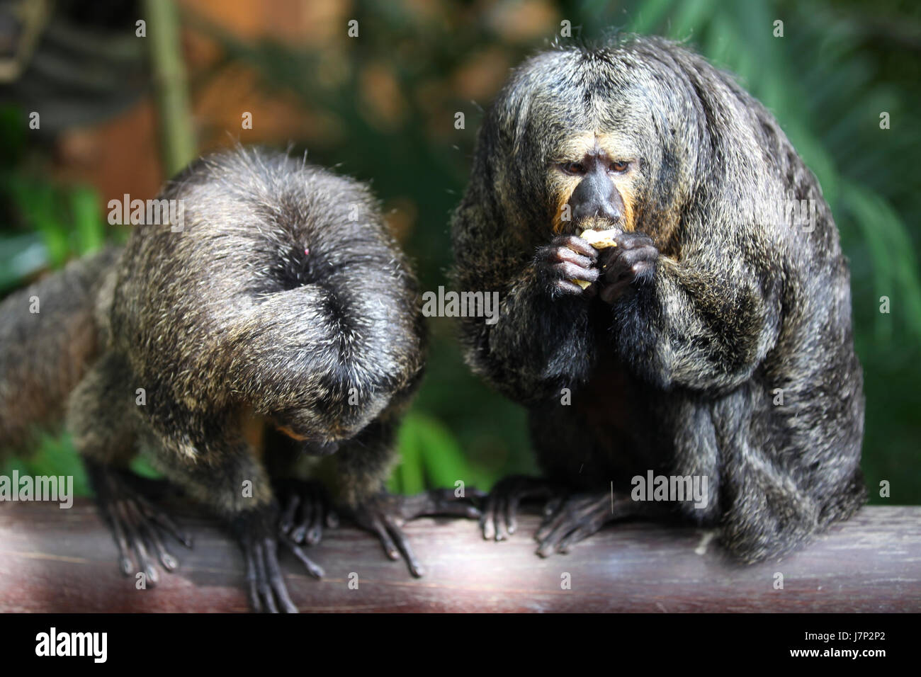 Monkeys are busy with their chores, Singapore, Southeast Asia Stock ...