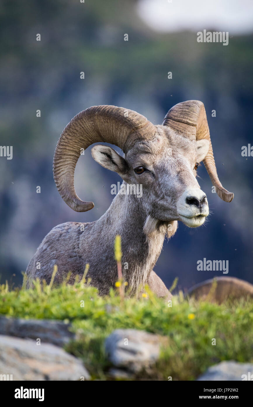 Ovis Canadensis / Bighorn sheep/ sheep / Ram / Brown / rocky mountain ...