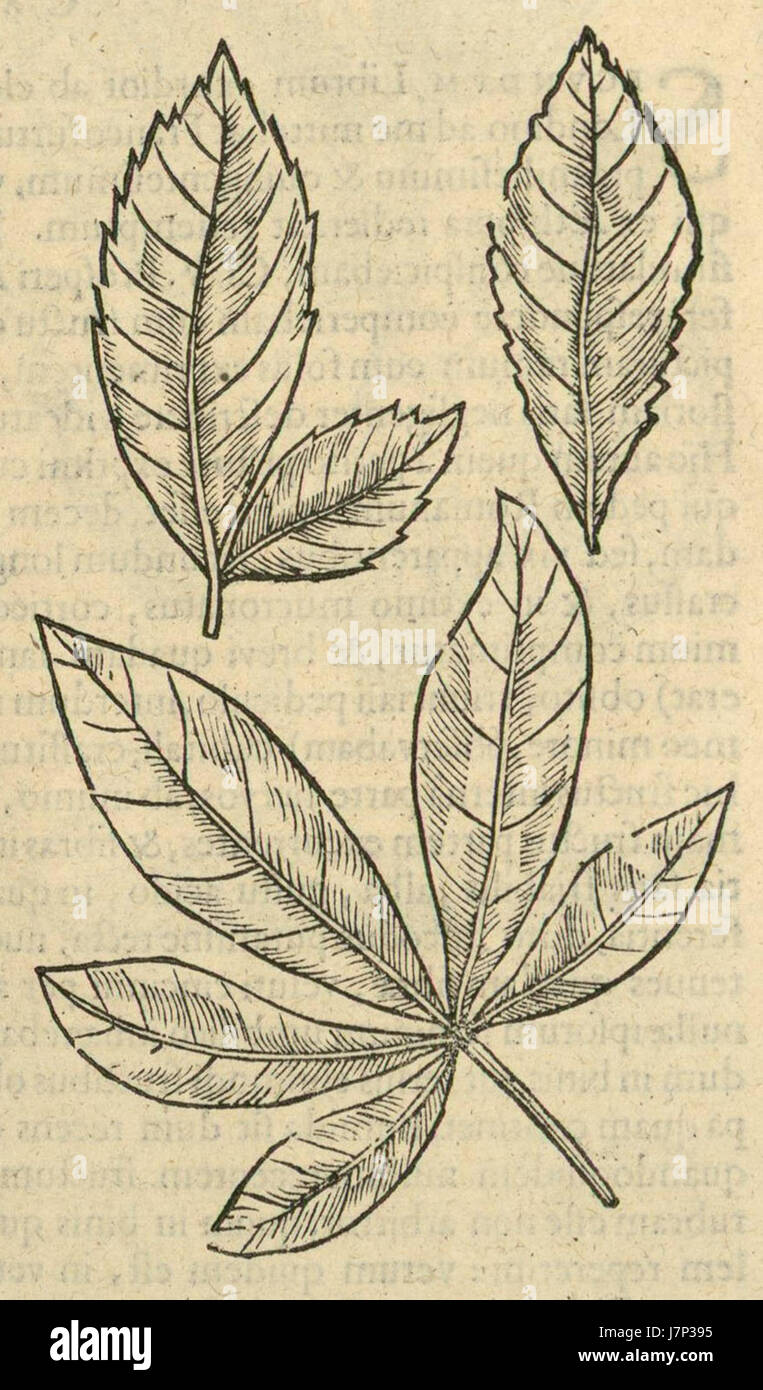 Clusius art hi-res stock photography and images - Alamy