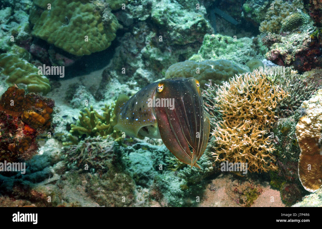 sepia underwater dive camouflage to camouflage squid corals asia sepia ...