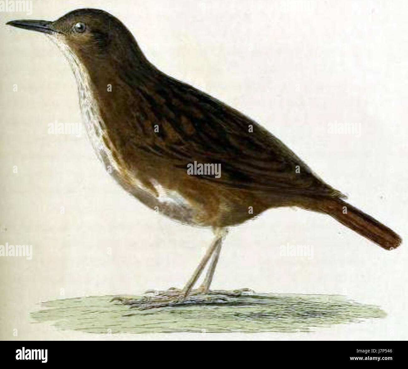 Thrush Drawing High Resolution Stock Photography and Images - Alamy