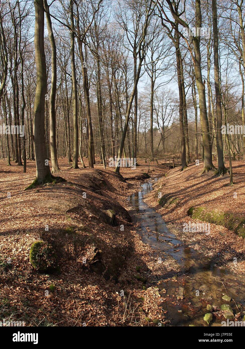 tree stream spring path way forest nature tree trees park stream spring ...